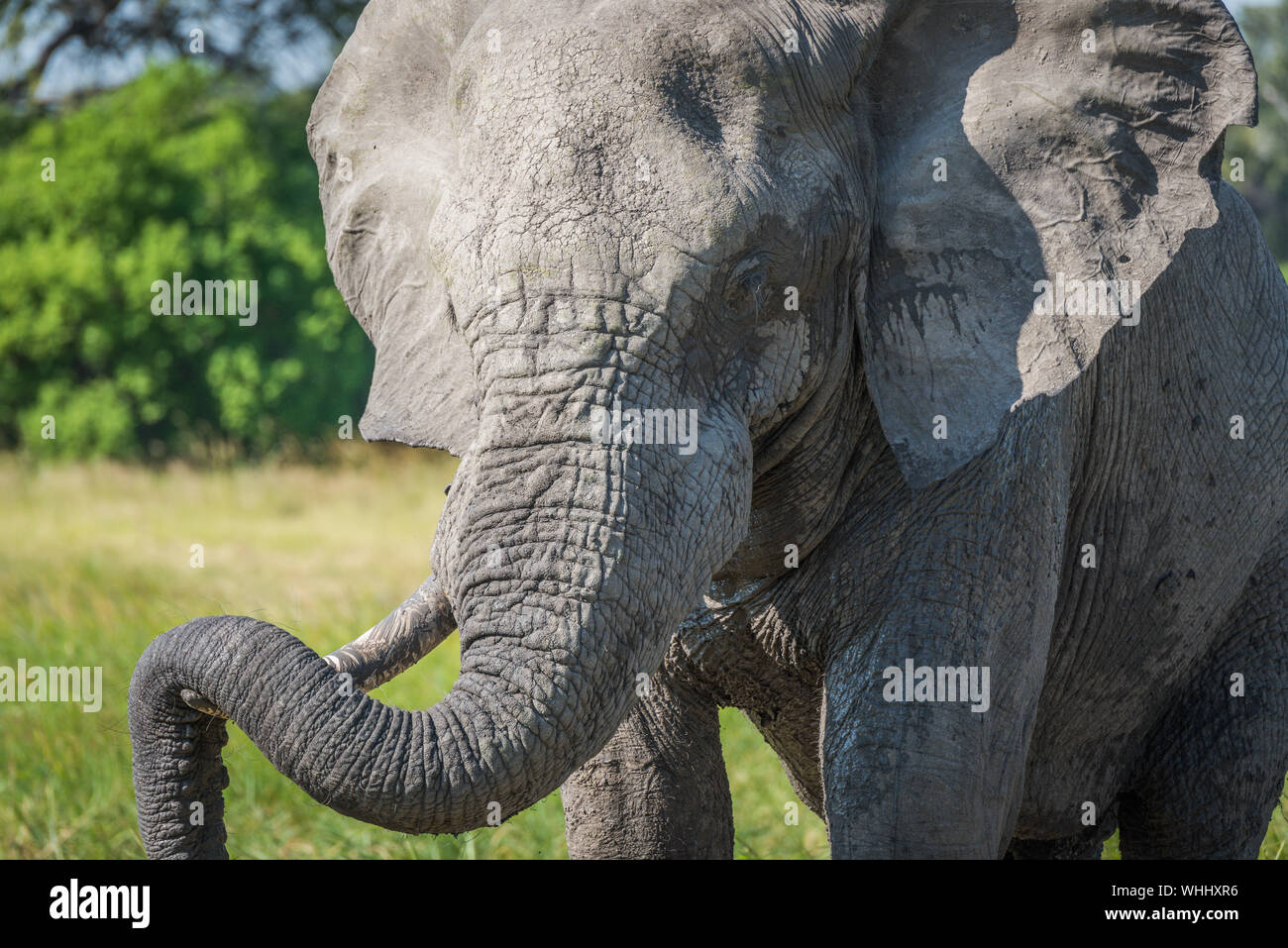 African elephant in profile hi-res stock photography and images - Alamy