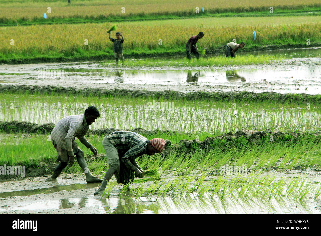 Farmers are planting paddy Stock Photo - Alamy