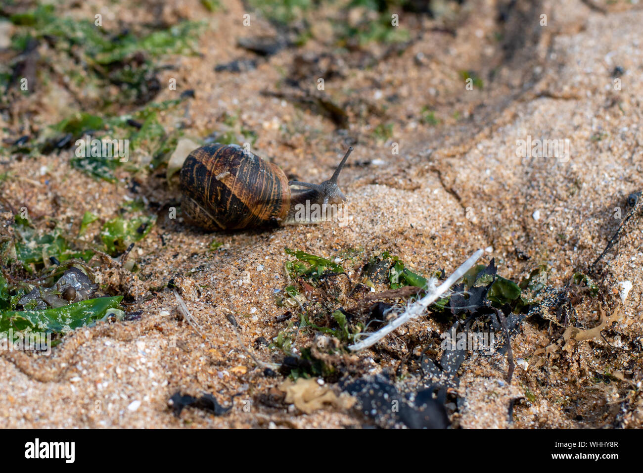 British marine snail hi-res stock photography and images - Alamy