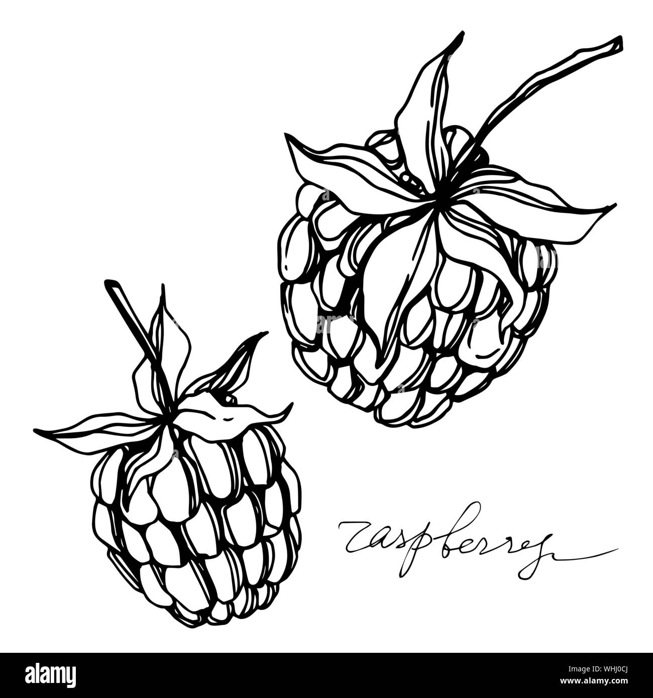 Vector Raspberry healthy food fresh berry isolated element. Black and ...