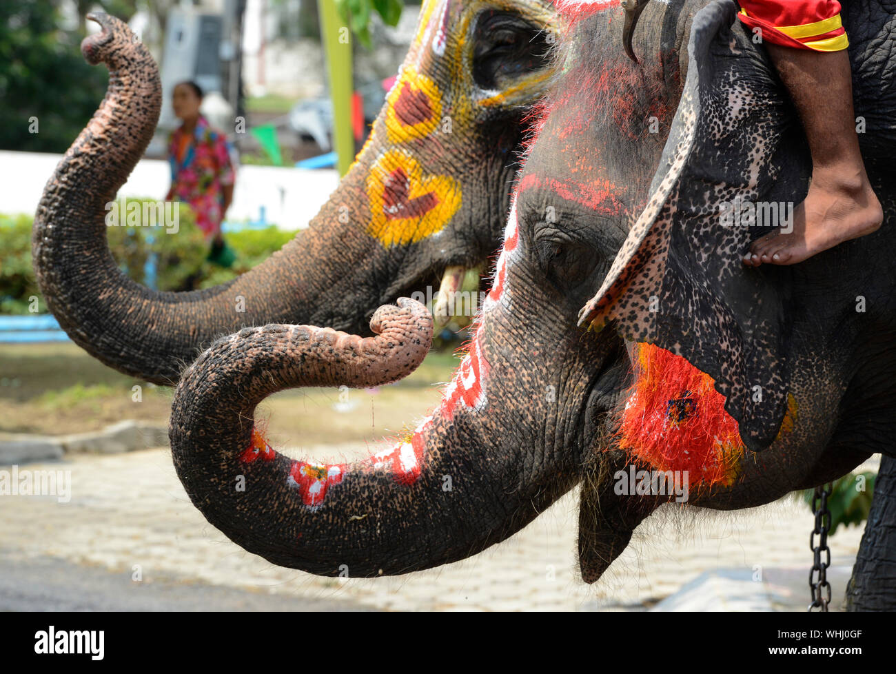Person Riding An Elephant High Resolution Stock Photography and Images ...
