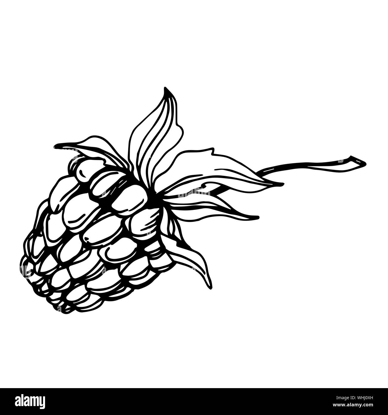 Vector Raspberry healthy food fresh berry isolated element. Black and ...