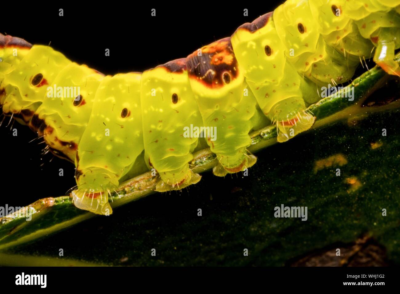 Caterpillar extreme close up High Resolution Stock Photography and ...