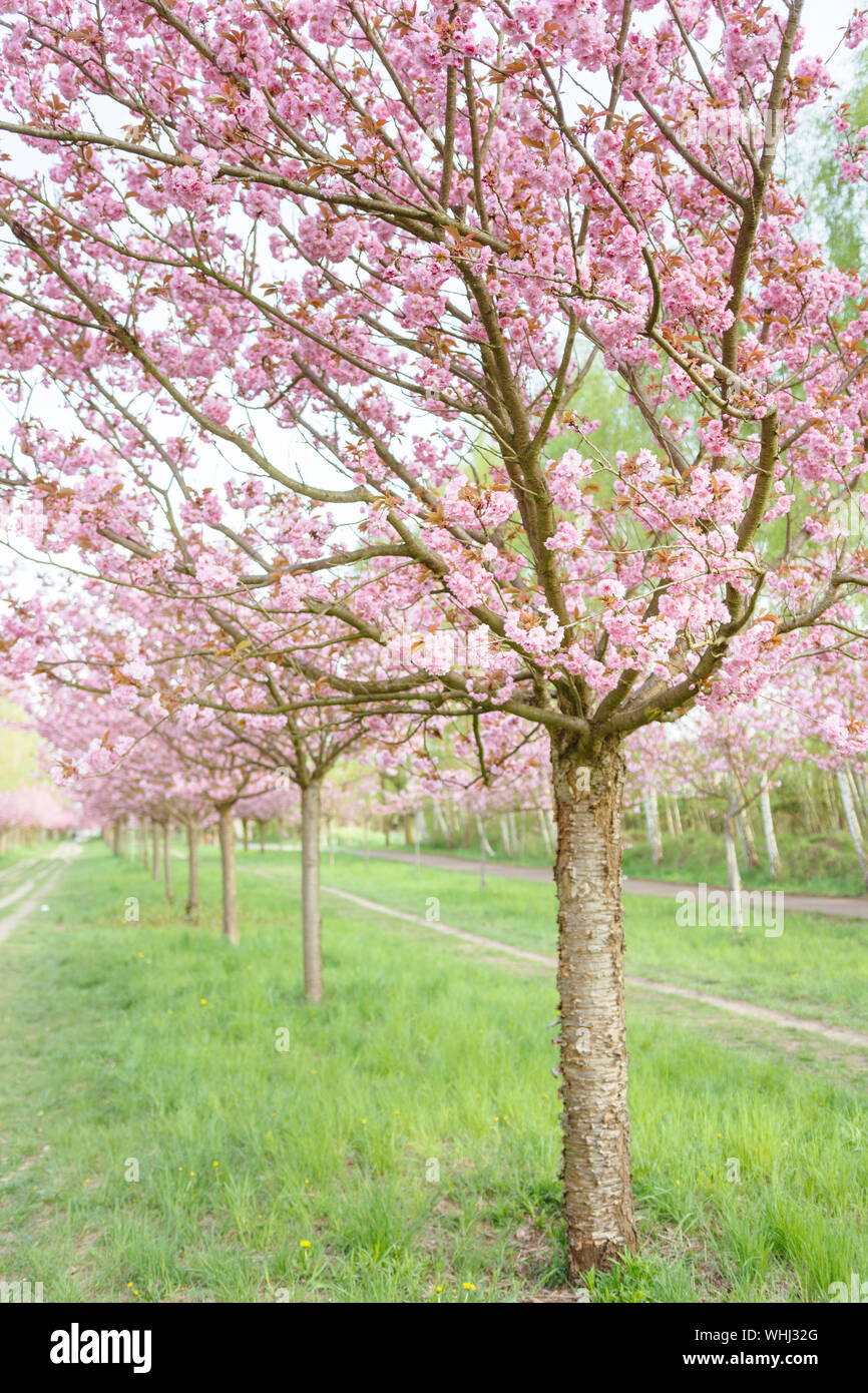 Cherry Tree Field High Resolution Stock Photography and Images - Alamy