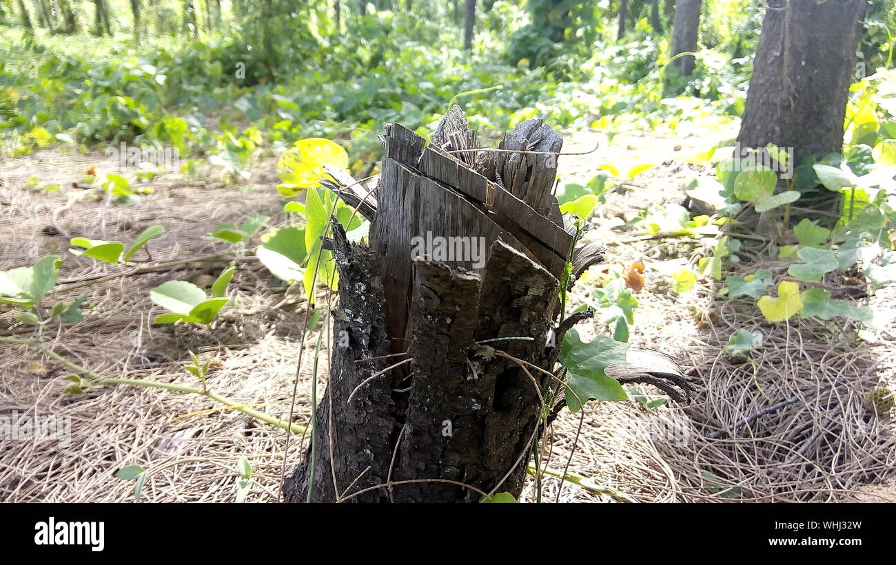 Chopped tree trunk hi-res stock photography and images - Alamy