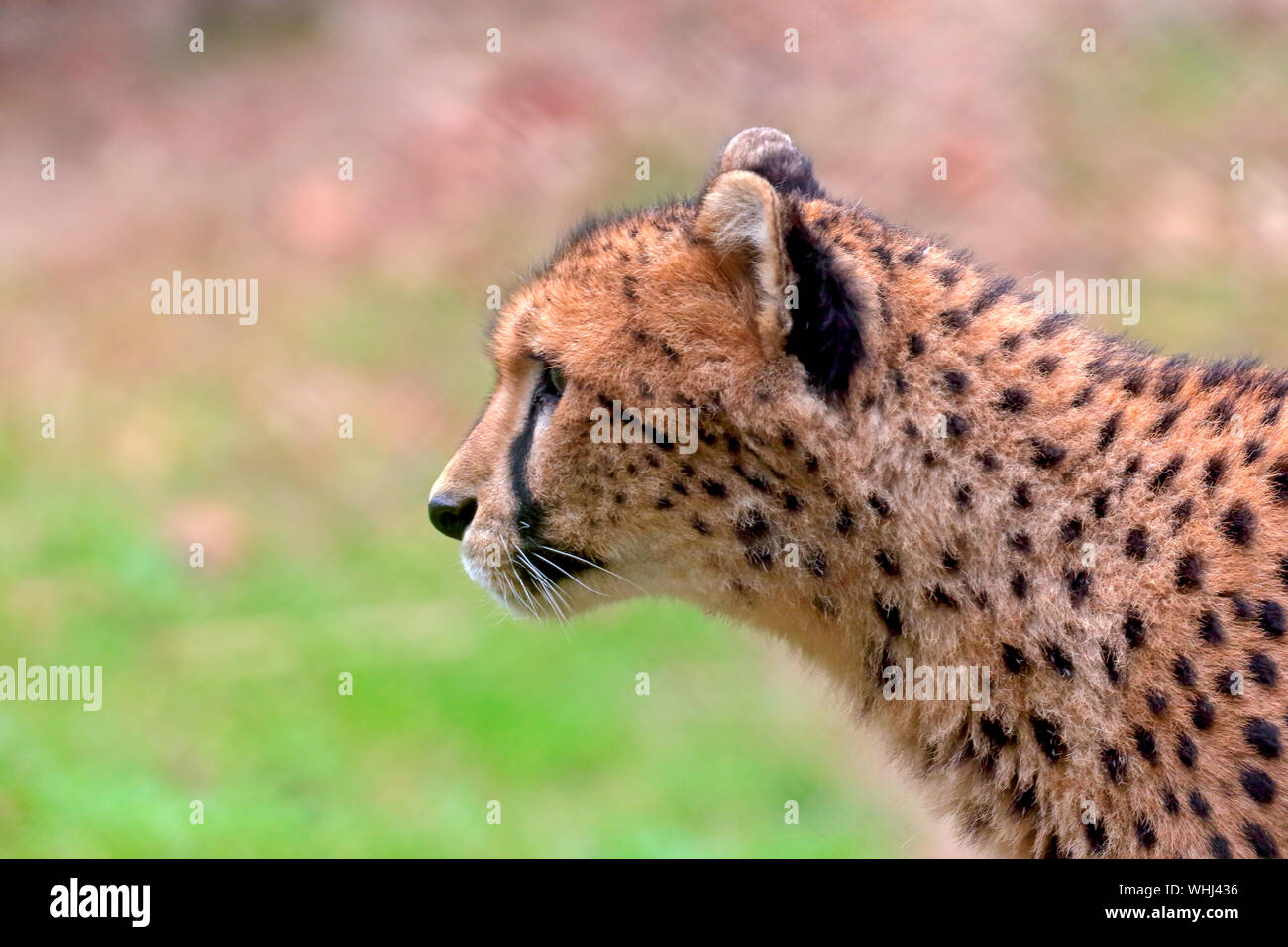 Cheetah side profile hi-res stock photography and images - Alamy