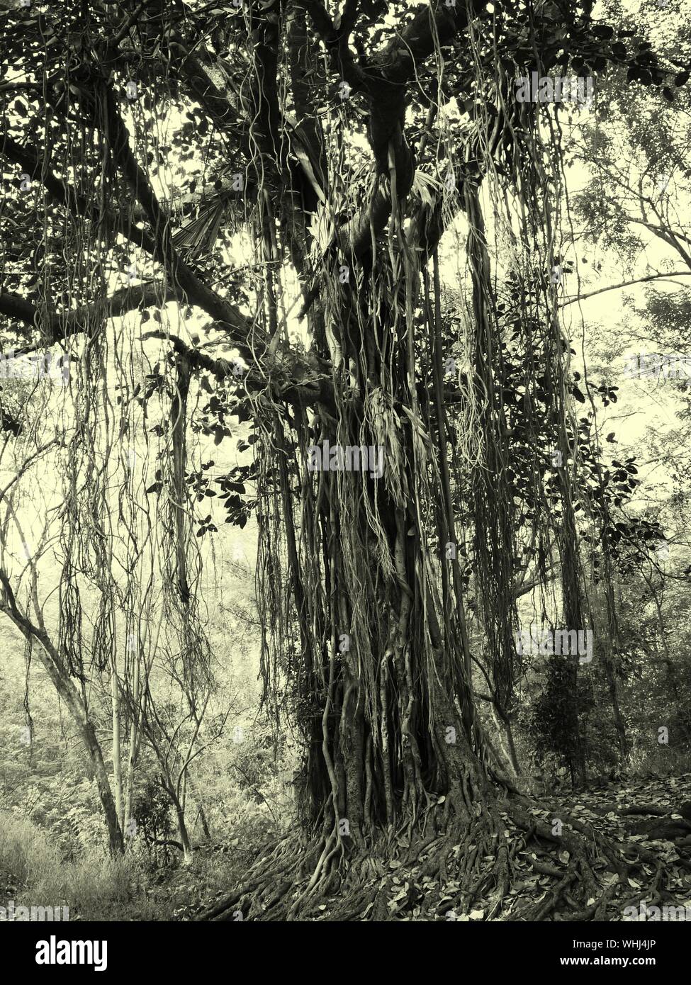 Banyan Tree In Forest Stock Photo - Alamy