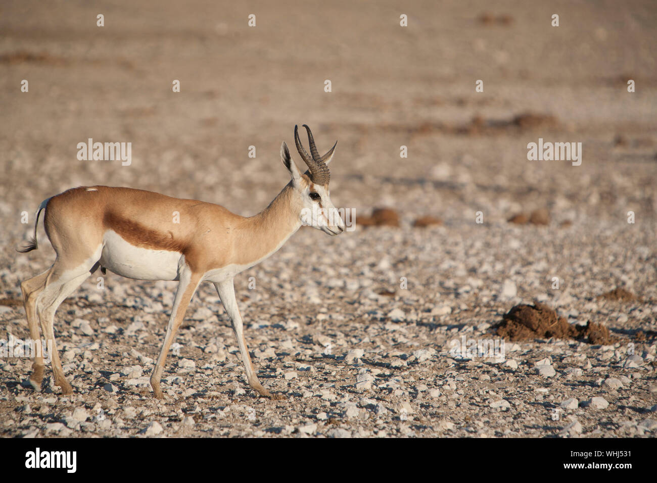 Gazelle standing hi-res stock photography and images - Alamy