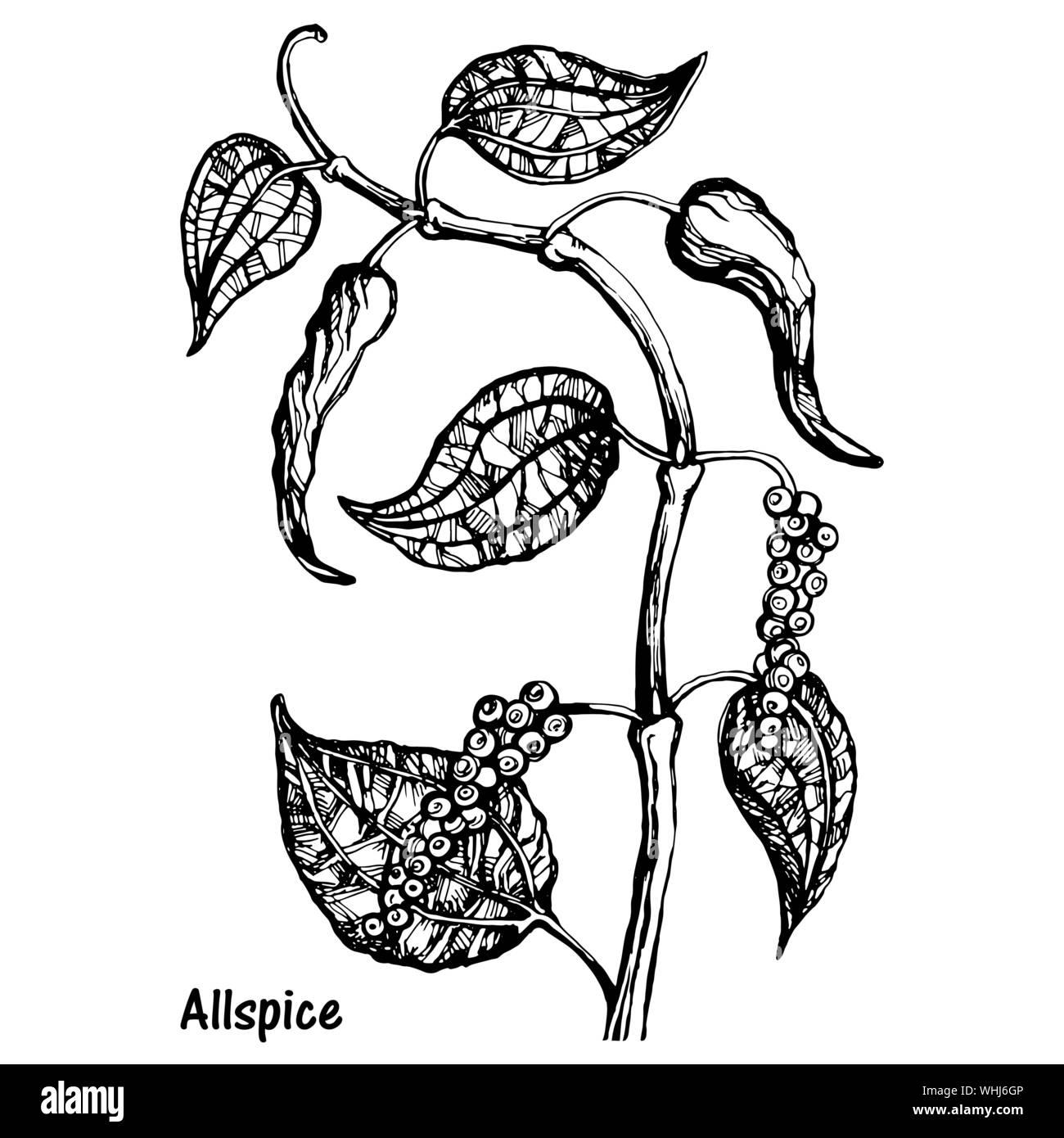 Vector illustration of black pepper plant with leaves and peppercorns ...