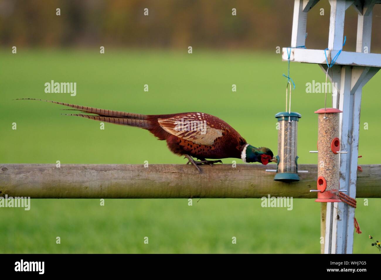 Pheasant Feeder High Resolution Stock Photography and Images - Alamy