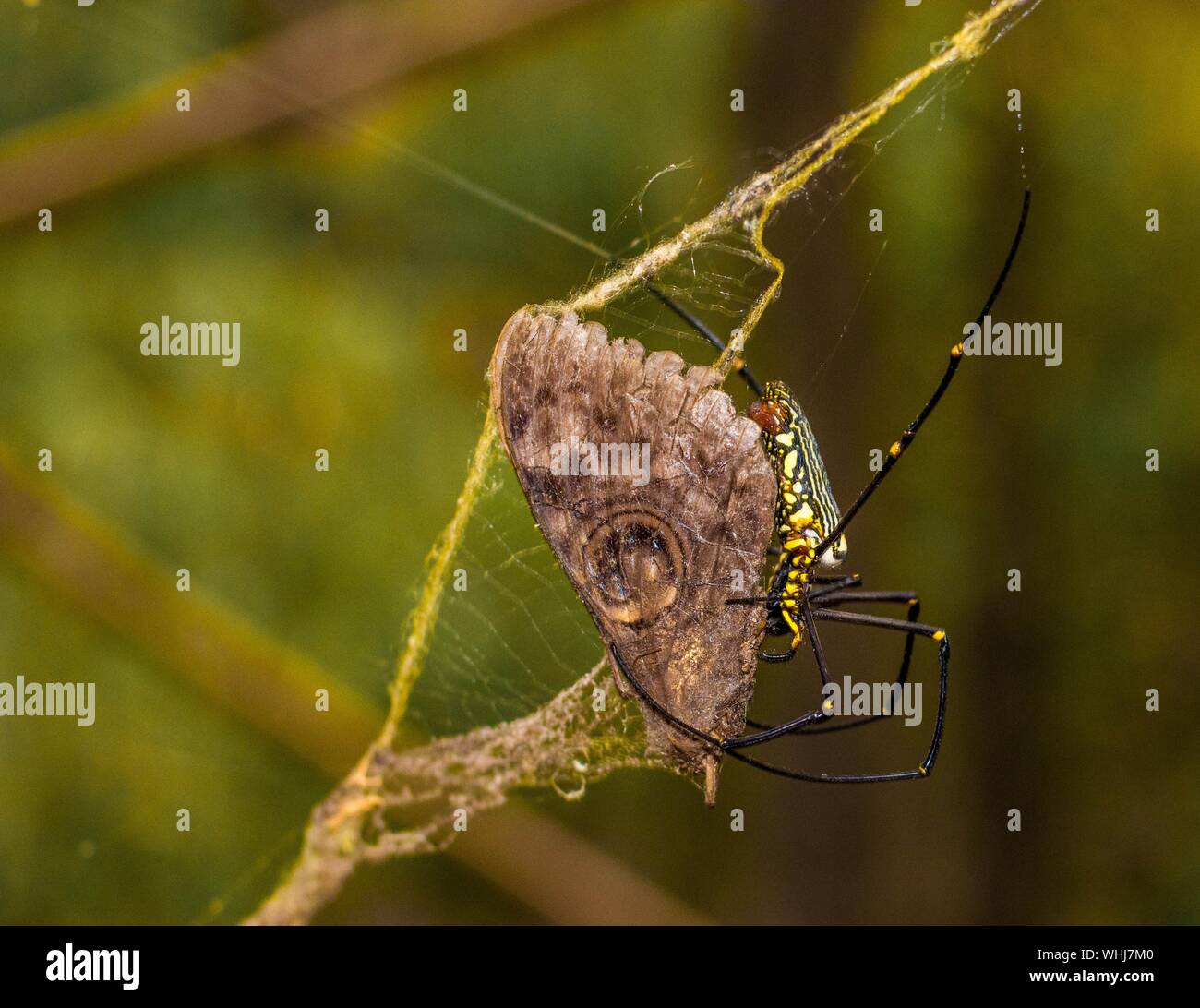 Butterfly in spider web hi-res stock photography and images - Alamy