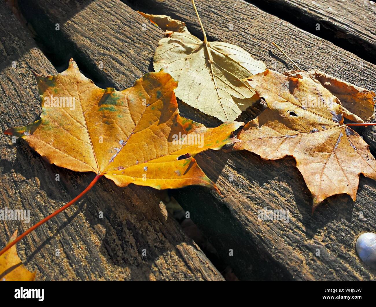 Close up maple leafs hi-res stock photography and images - Alamy