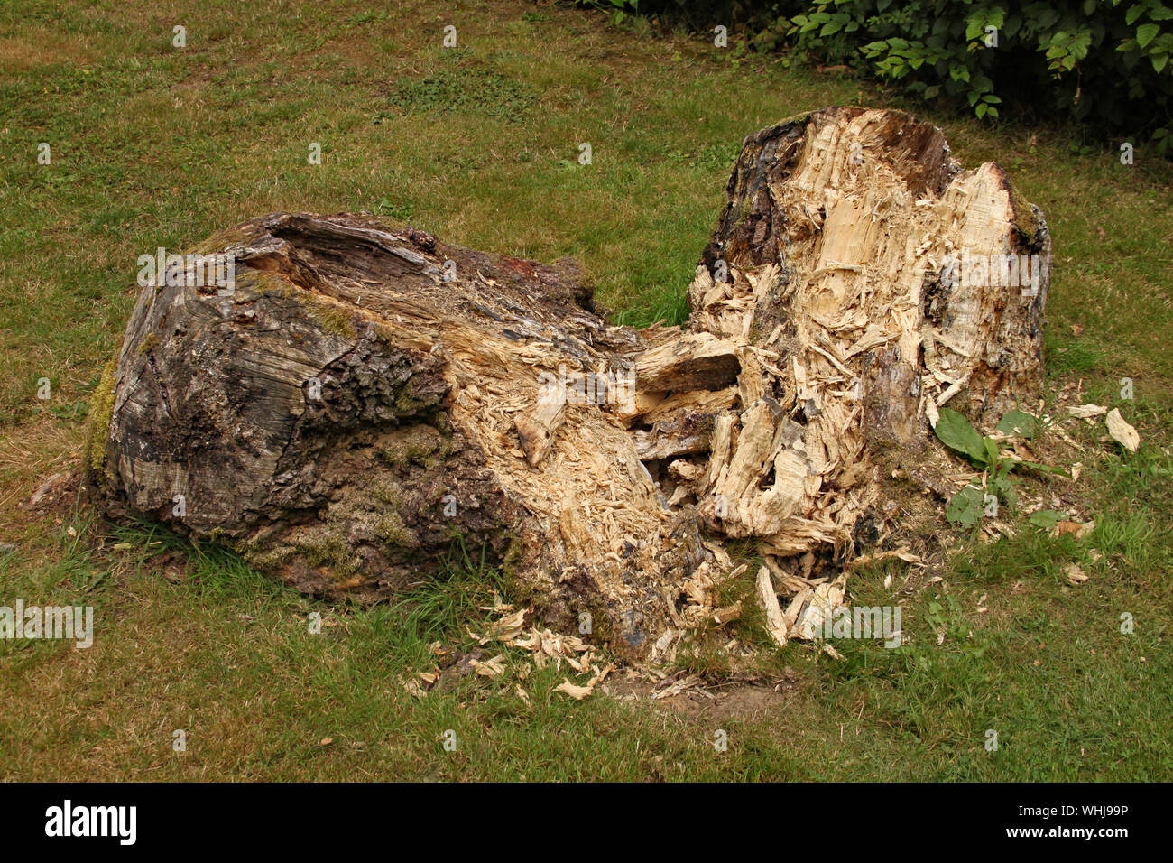 The trunk of a dead tree slowly disintegrates Stock Photo - Alamy