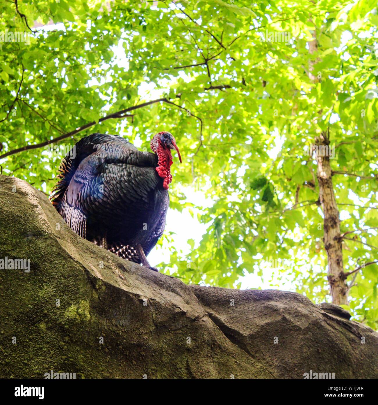 Wild turkey tree hi-res stock photography and images - Alamy