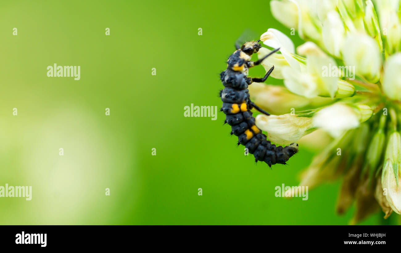 Larva on the flower hi-res stock photography and images - Alamy