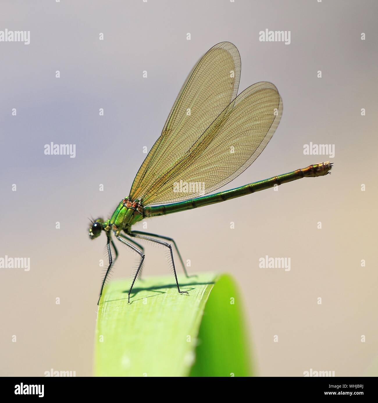 Dragonfly Antenna High Resolution Stock Photography and Images - Alamy