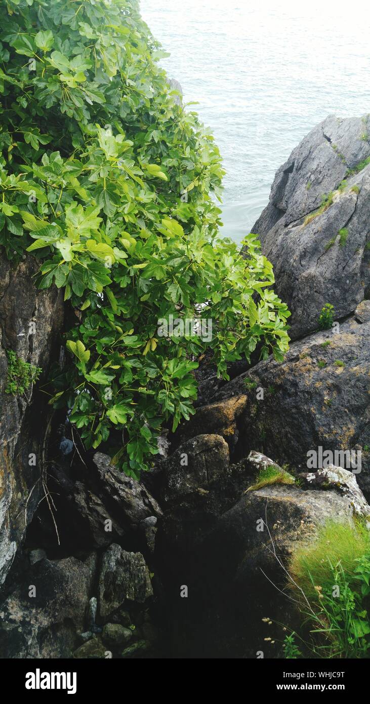 Plants Growing On Cliff High Resolution Stock Photography and Images ...