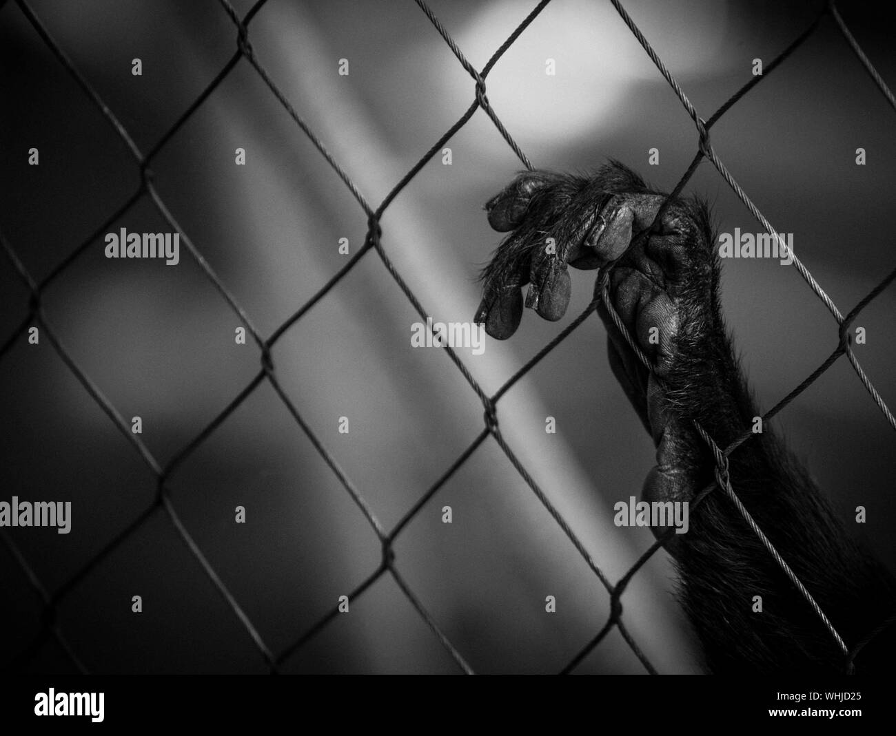 Monkey in cage animals in captivity hi-res stock photography and images ...