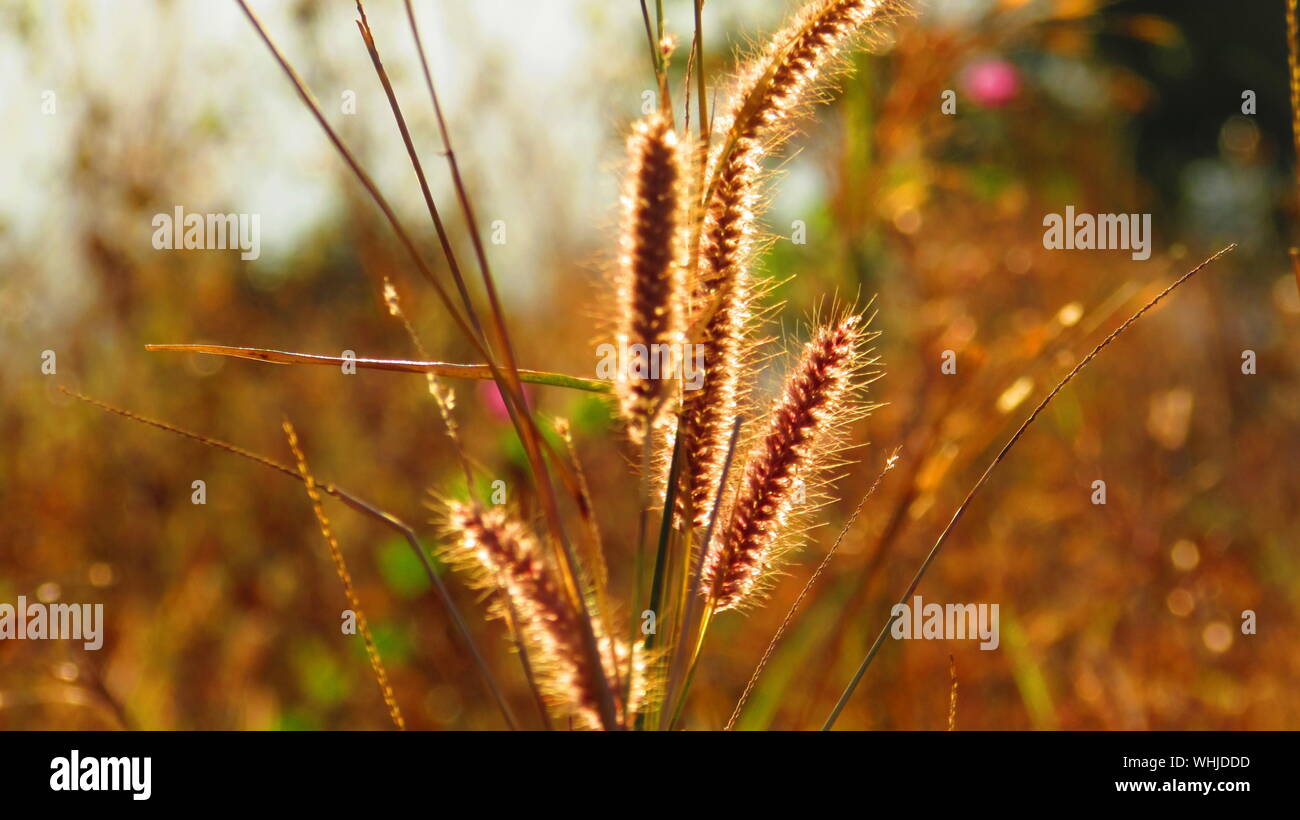 Foxtail barley grass hi-res stock photography and images - Alamy