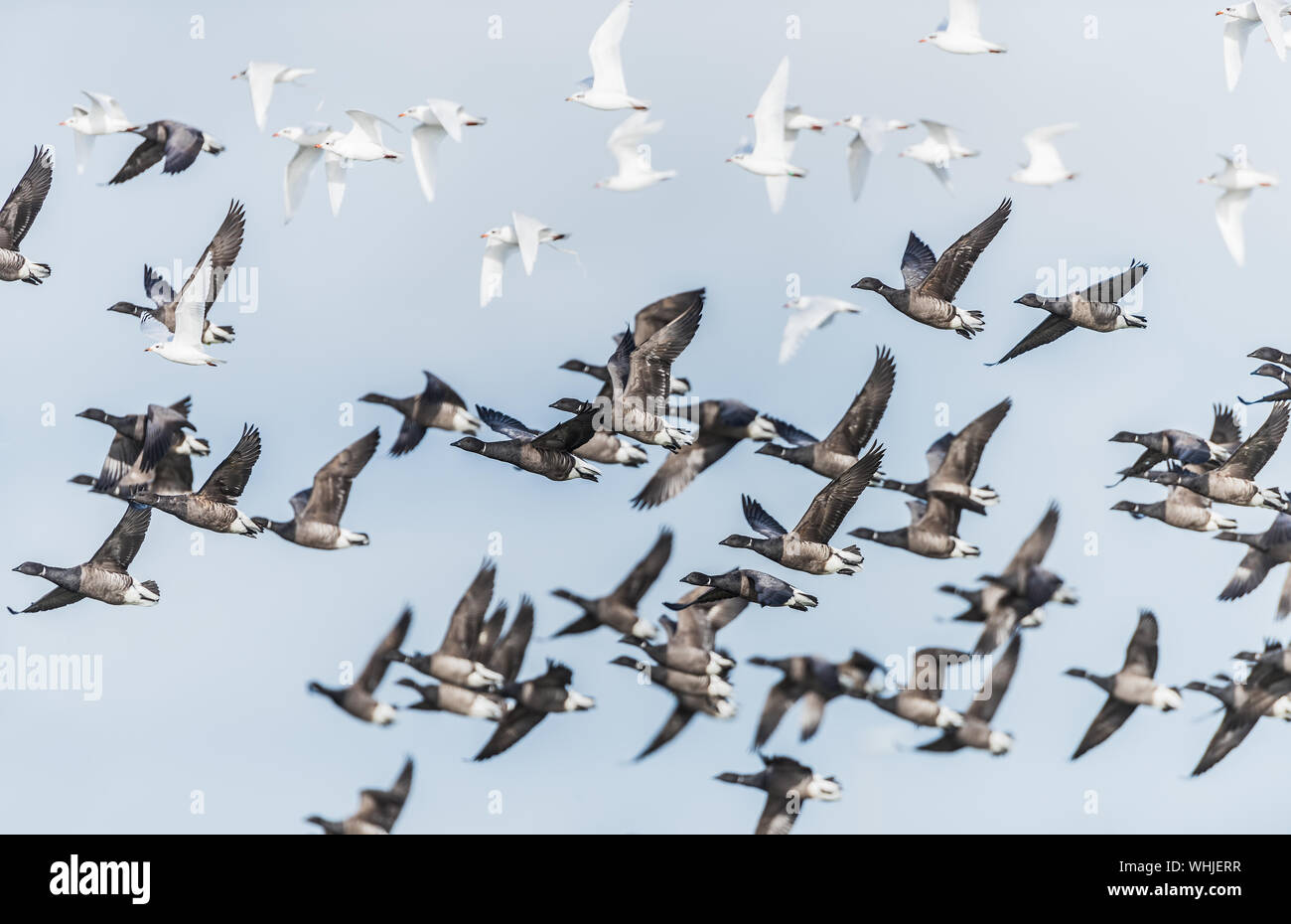 Dark bellied Brent geese in flight. Birds just leaving the water Stock ...