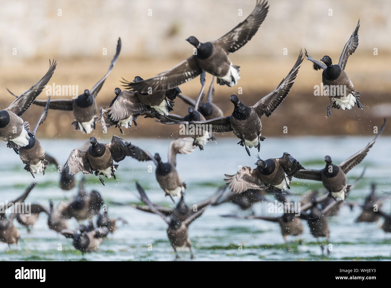 Dark bellied Brent geese in flight. Birds just leaving the water Stock ...
