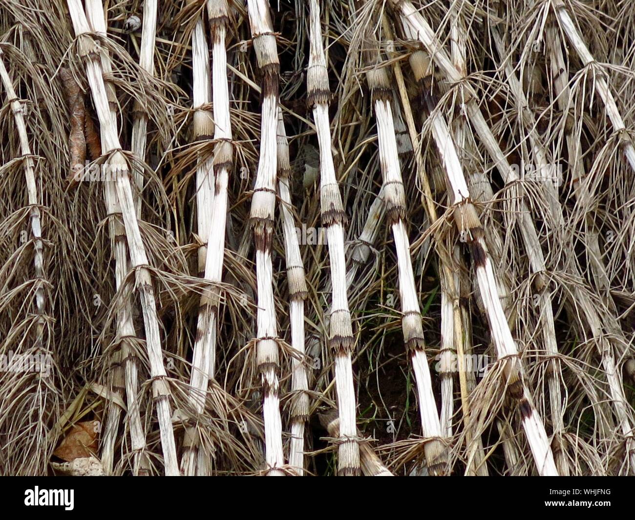 Dead Bamboo High Resolution Stock Photography and Images - Alamy