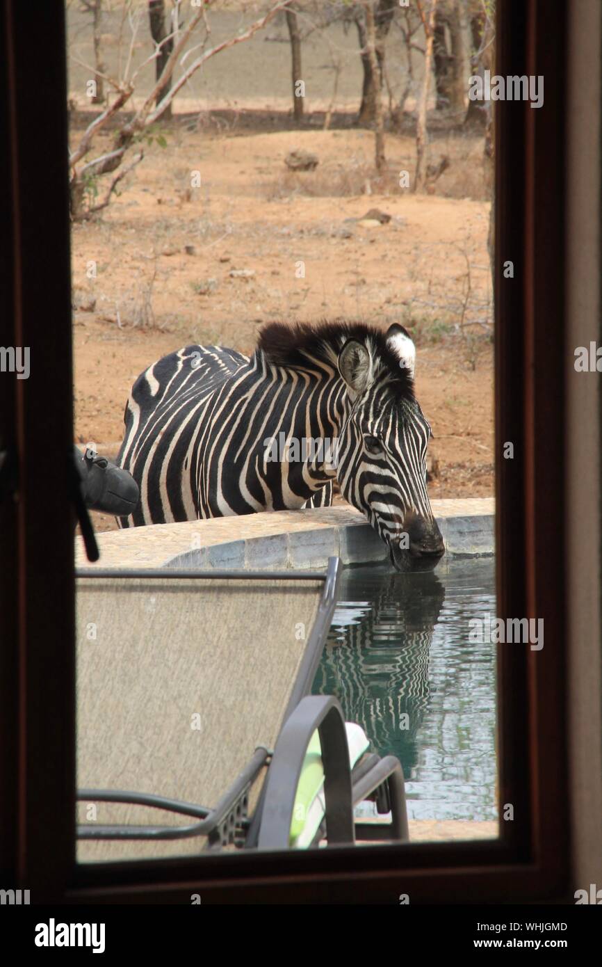 Zebra drinking water from pond hi-res stock photography and images - Alamy