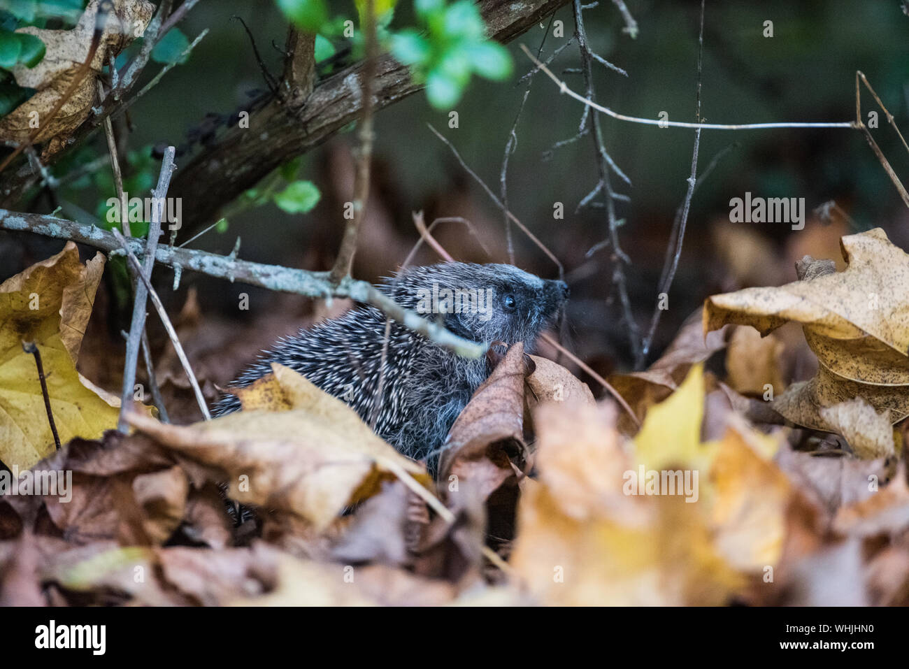 Hedgehog amongst brown leaves under a garden hedge Stock Photo - Alamy