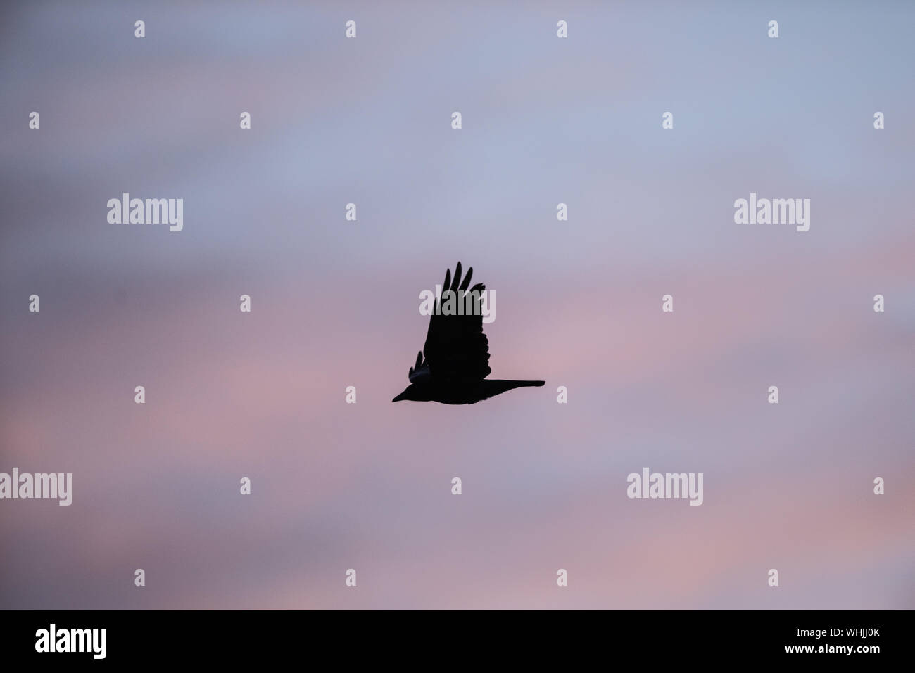 Common raven at sunset hi-res stock photography and images - Alamy