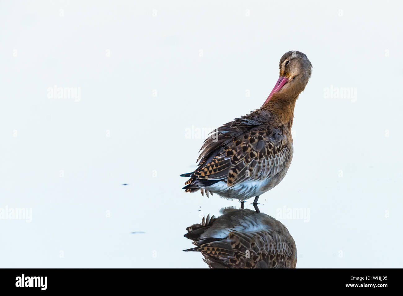 Black tailed godwit summer plumage hi-res stock photography and images ...