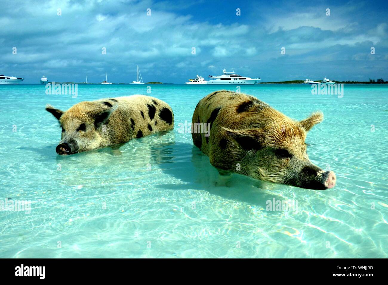 Two pigs hi-res stock photography and images - Alamy