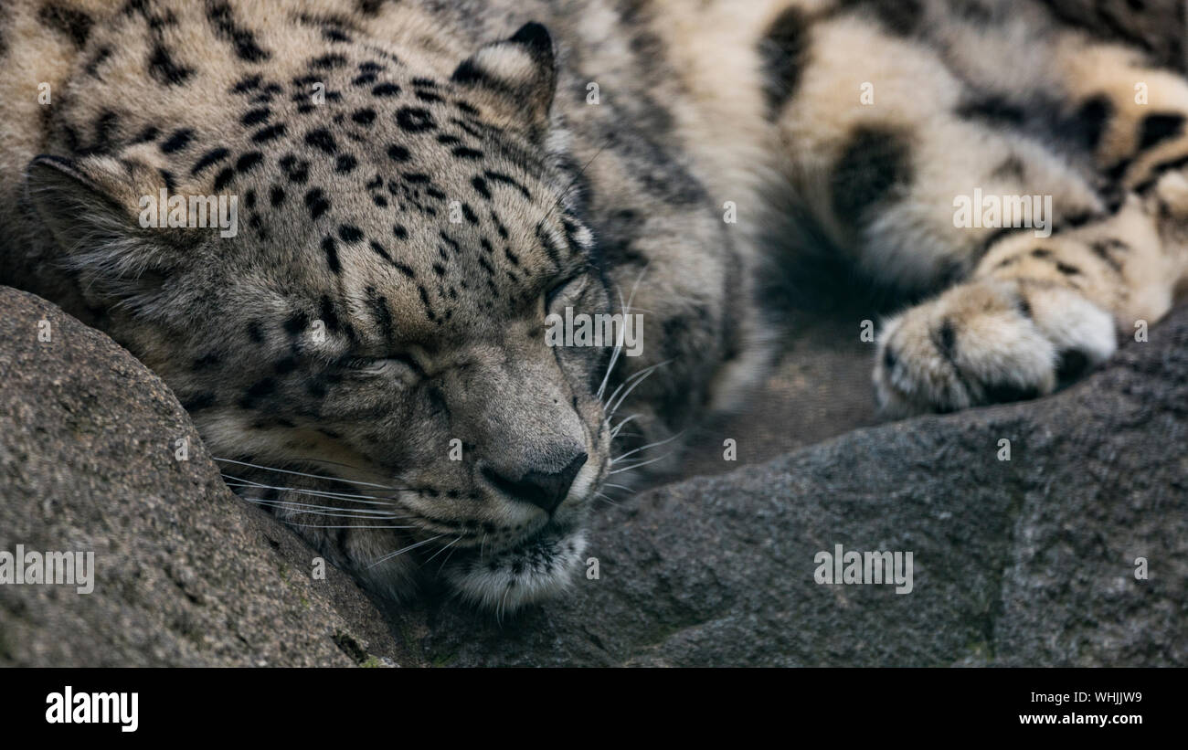 Snow leopard on rock hi-res stock photography and images - Alamy