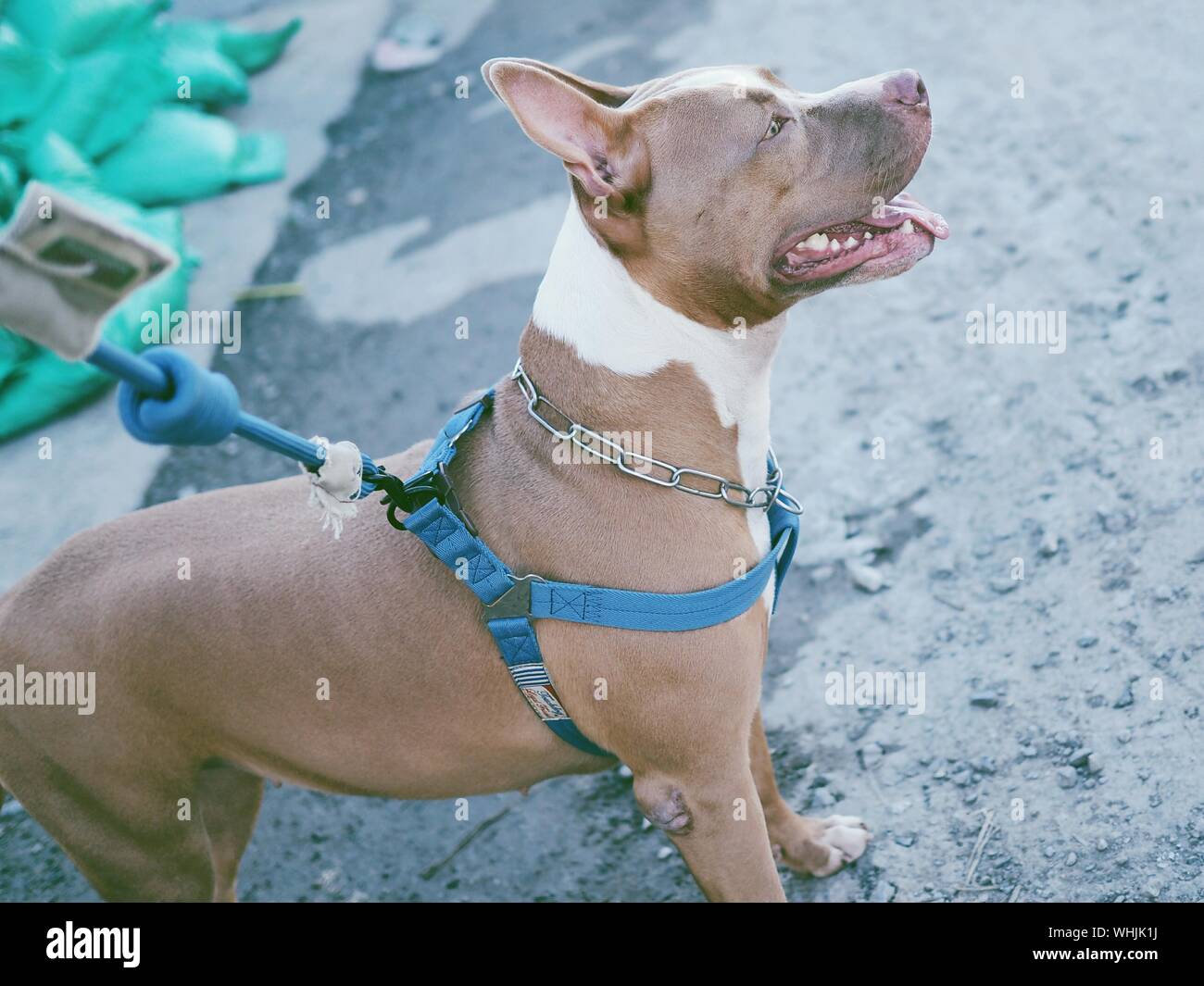 Side view bull terrier standing hi-res stock photography and images - Alamy