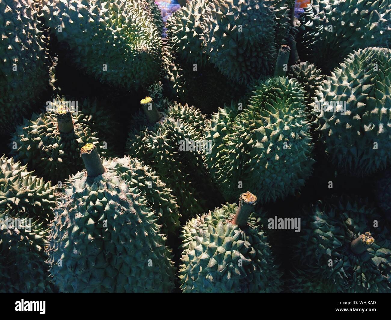 Small durian hi-res stock photography and images - Alamy