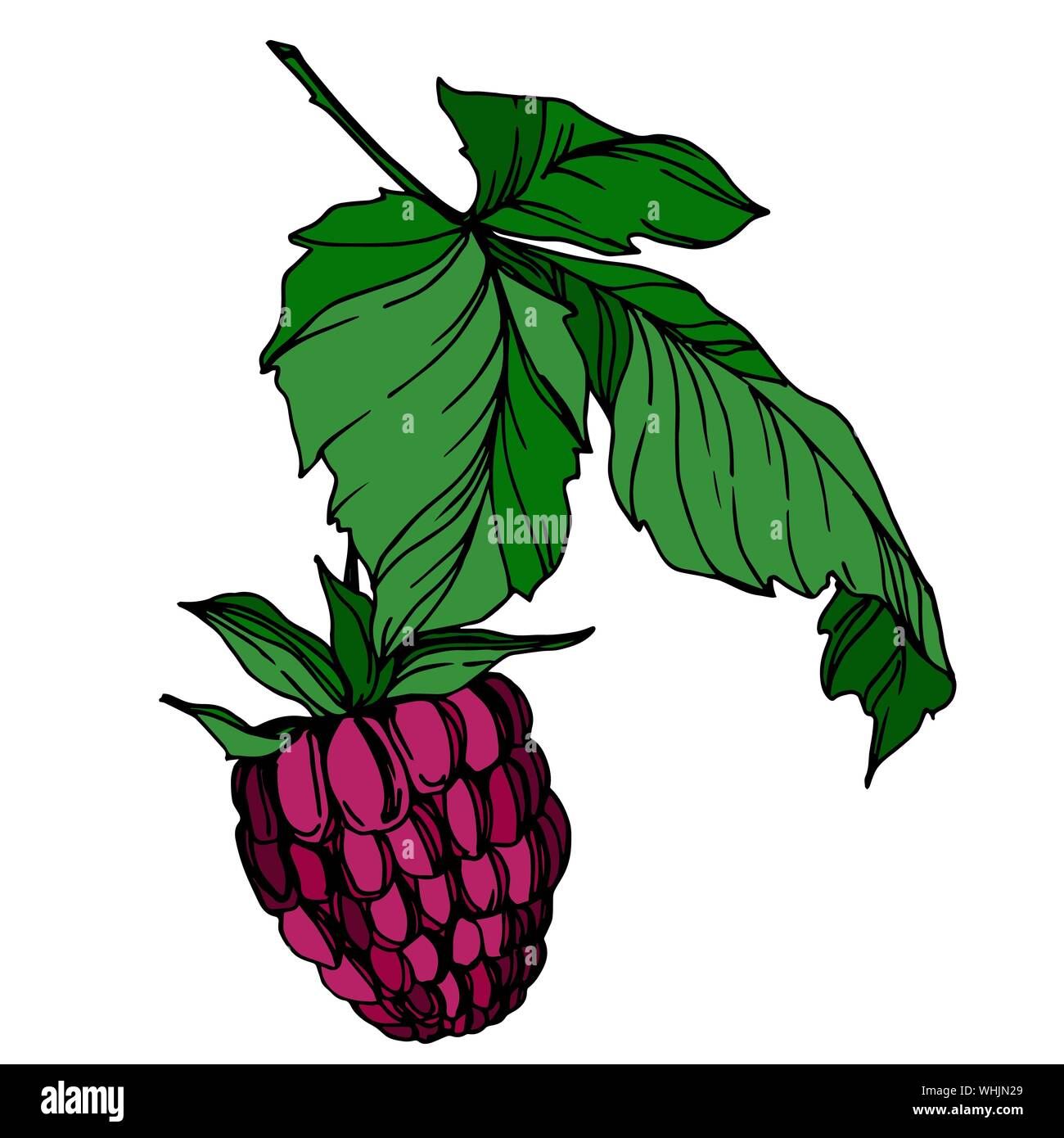 Vector Raspberry healthy food fresh berry isolated element. Black and ...