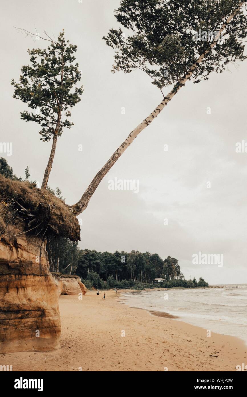 Fall trees on beach hi-res stock photography and images - Alamy
