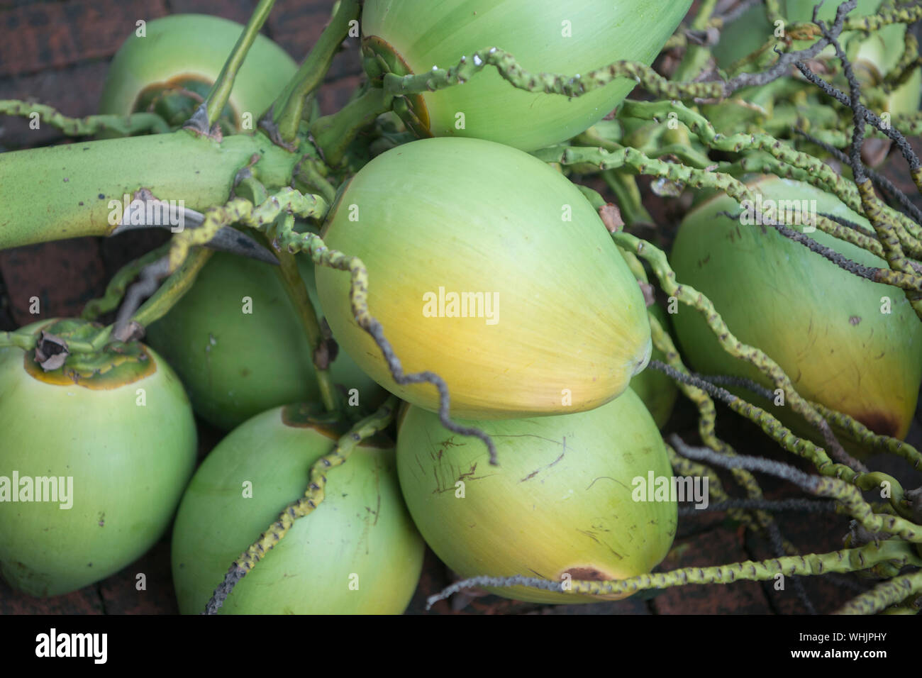 Green coconuts hi-res stock photography and images - Alamy