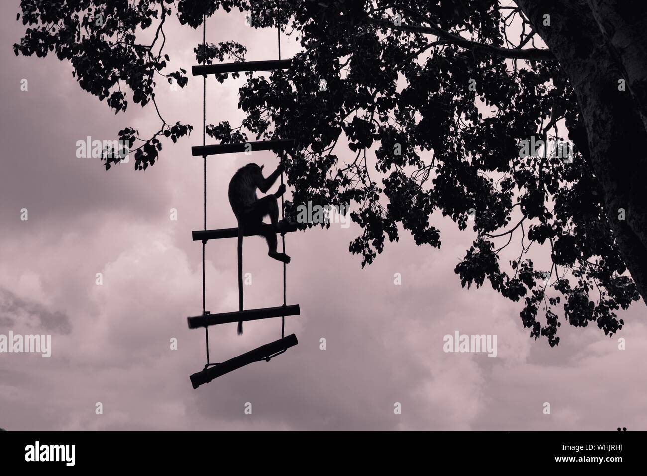 Monkey ladder hi-res stock photography and images - Alamy