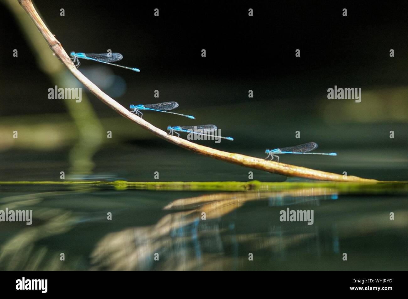 Insects side view hi-res stock photography and images - Alamy