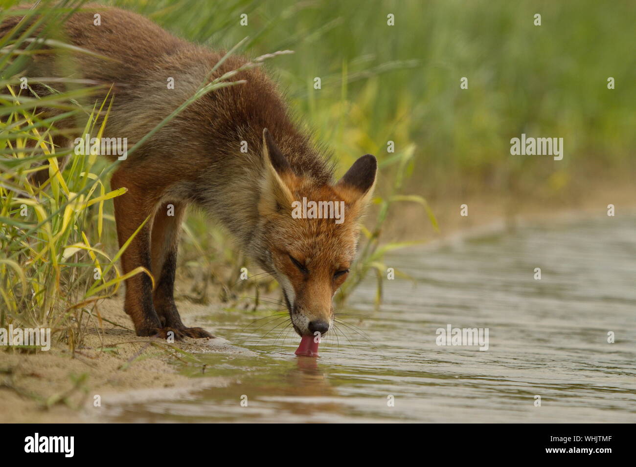 Fox in the water hi-res stock photography and images - Alamy
