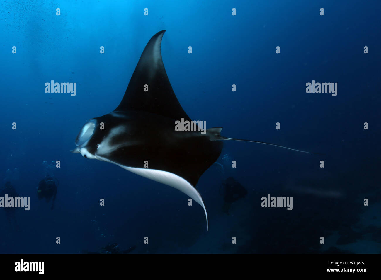 Sting ray swimming hi-res stock photography and images - Alamy