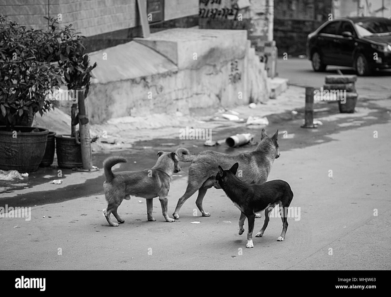 Town dogs hi-res stock photography and images - Alamy