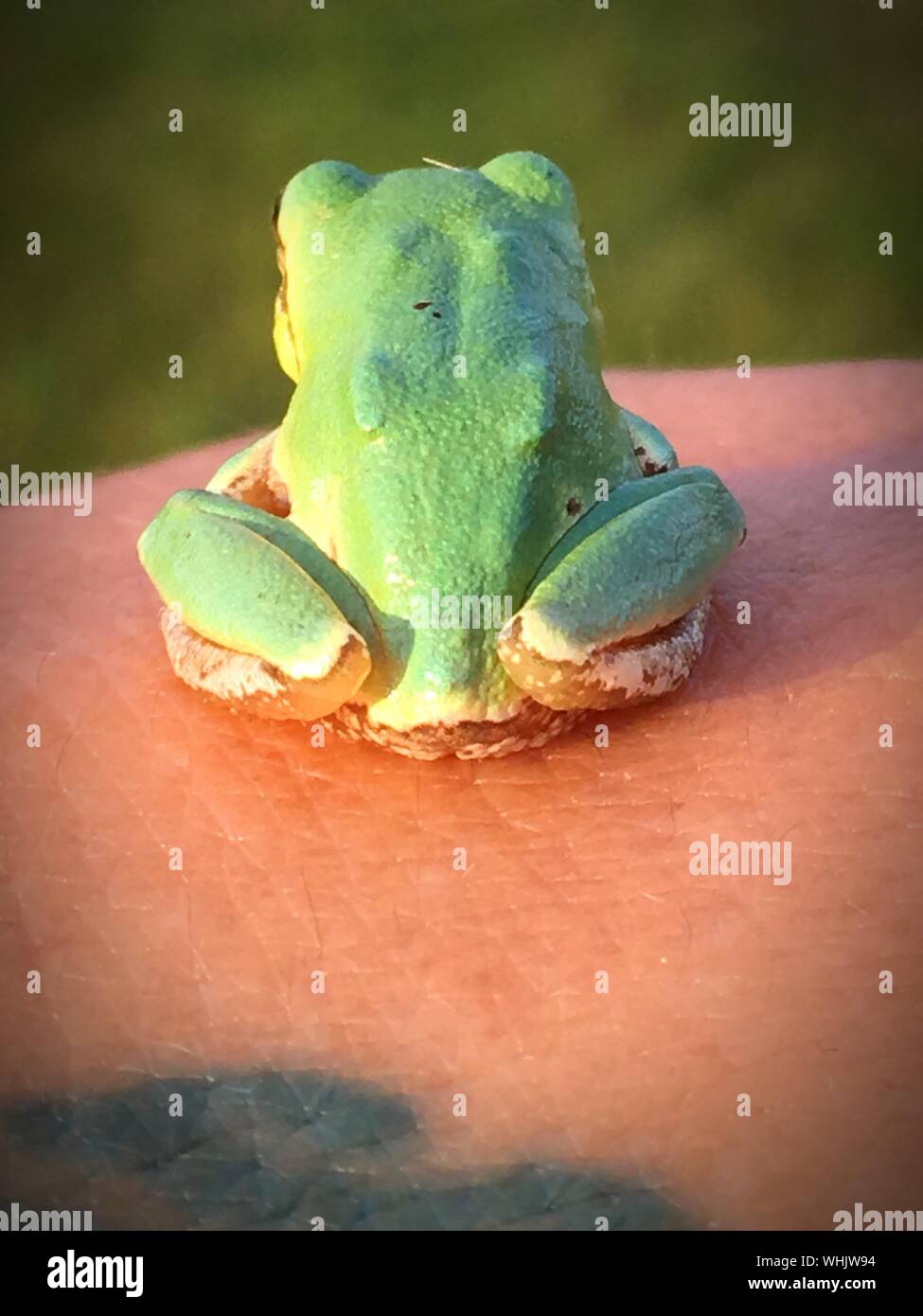 Frog skin close hi-res stock photography and images - Alamy