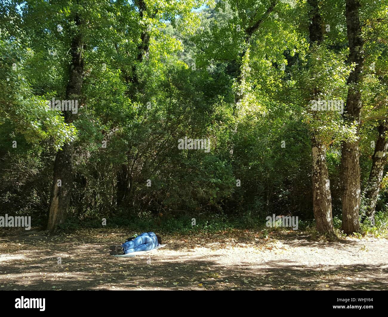 Sleeping in trees hi-res stock photography and images - Alamy