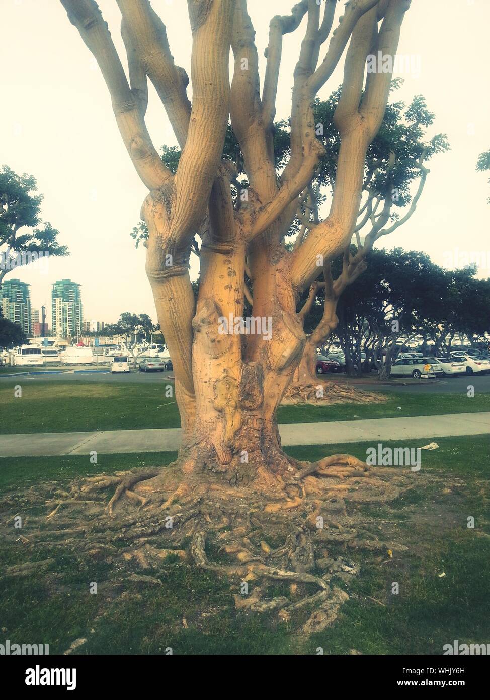 Tree roots sidewalk hi-res stock photography and images - Alamy