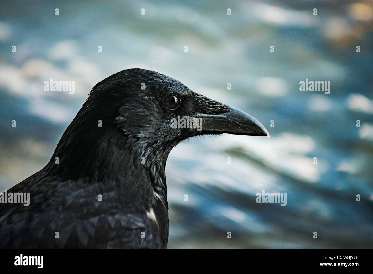 Close up crow hi-res stock photography and images - Alamy