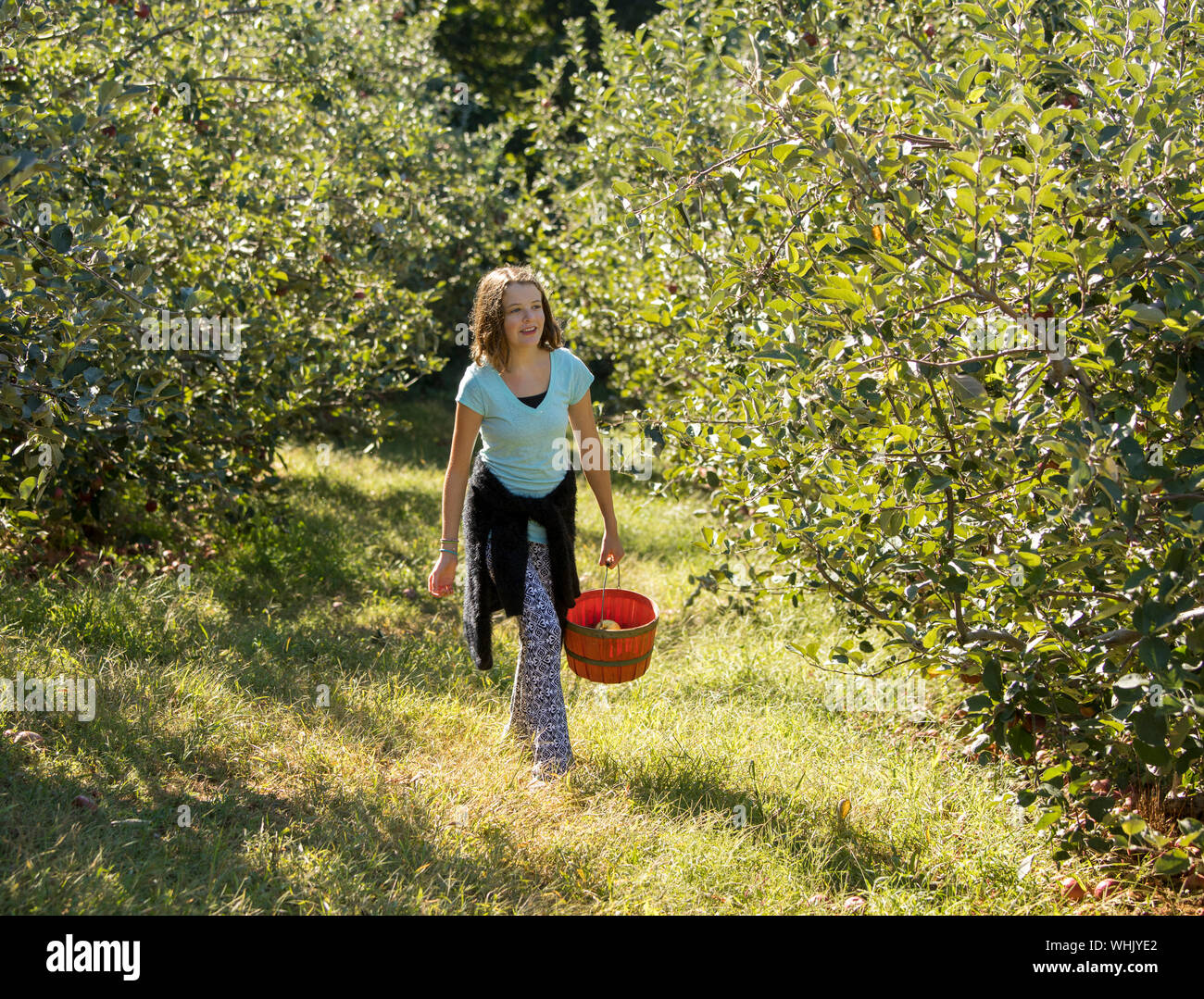 Teen girl picking apples hi-res stock photography and images - Alamy