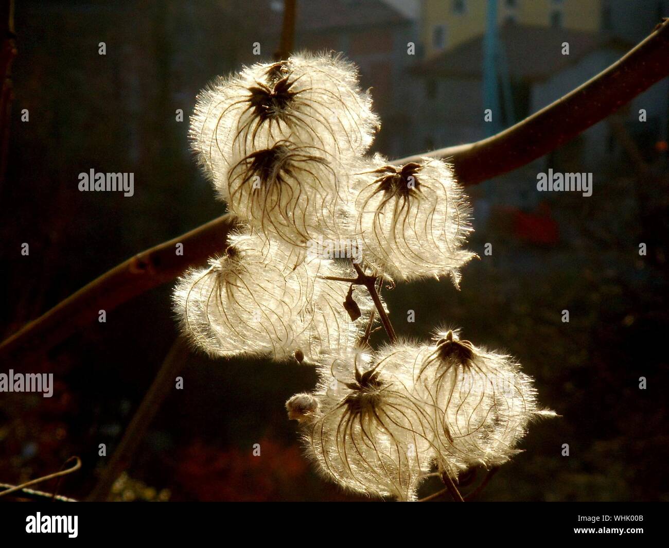 Fragile plants hi-res stock photography and images - Alamy