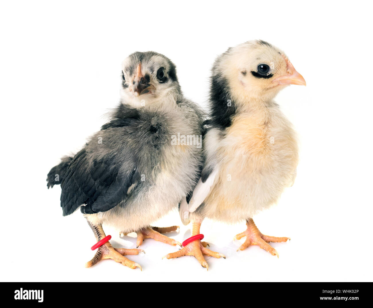 Two white chickens hi-res stock photography and images - Alamy