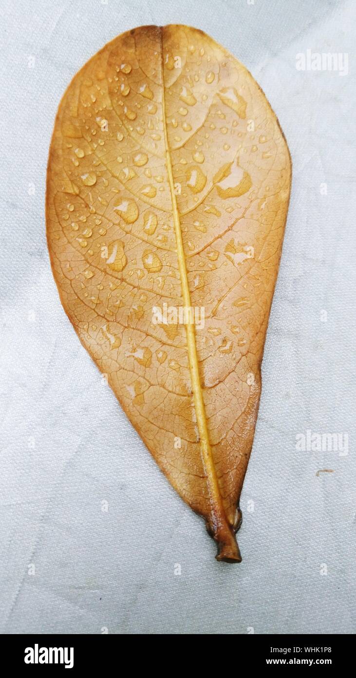 Leaf of paper hi-res stock photography and images - Alamy